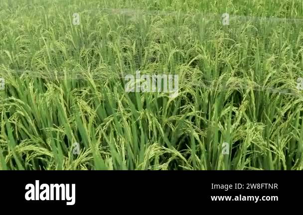 Close up ear of rice swaying by wind in rice paddy. Hom Mali rice field ...