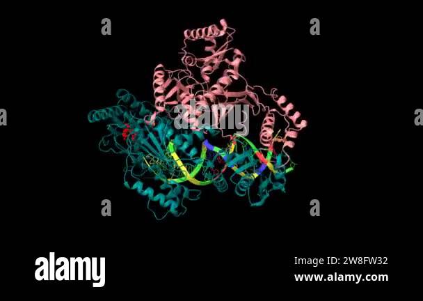 Structure Of Hiv 1 Reverse Transcriptase In Complex With Rna Dna And Nevirapine Red Animated