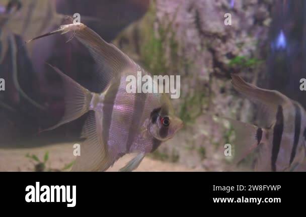 Beautiful altum angelfish is floating in the water with others, close ...