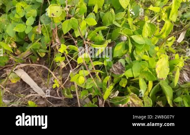 Macrotyloma uniflorum plant. It is a Pulse plant. It is a many names ...