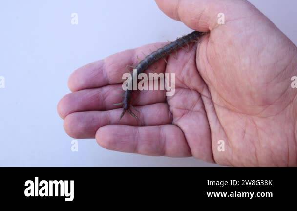 Giant centipede hand Stock Videos & Footage - HD and 4K Video Clips - Alamy