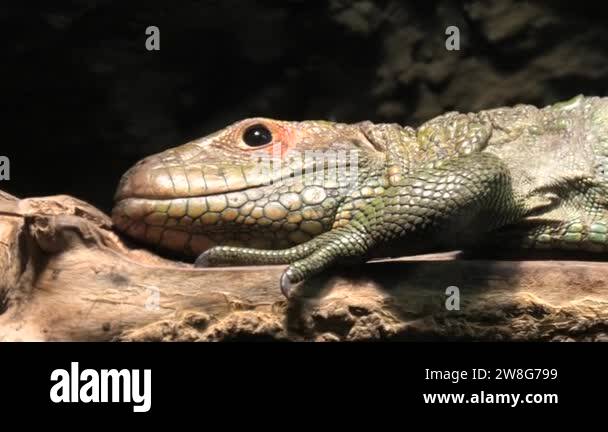 Caiman scales Stock Videos & Footage - HD and 4K Video Clips - Alamy