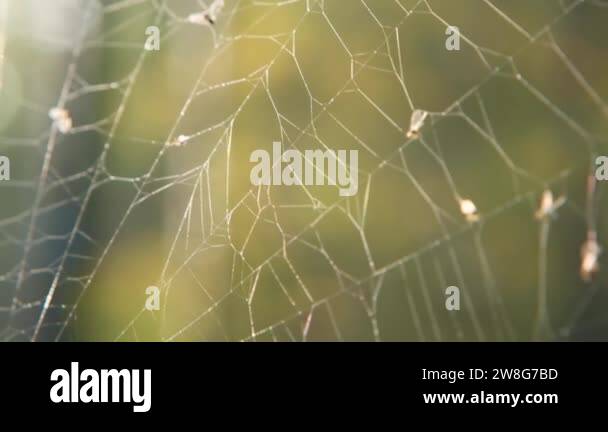 Spider web with flies close-up. Dead flies in the web in sunbeams on a ...