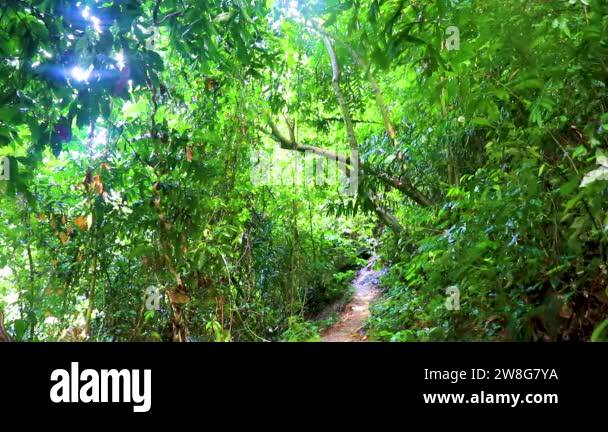 Tropical jungle forest with palm trees hiking trail and path on Koh ...