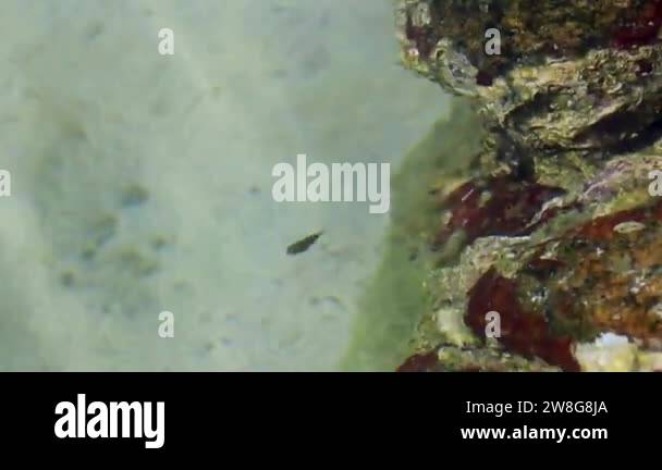 Fantastic beautiful view into water underwater and tropical fish fishes ...