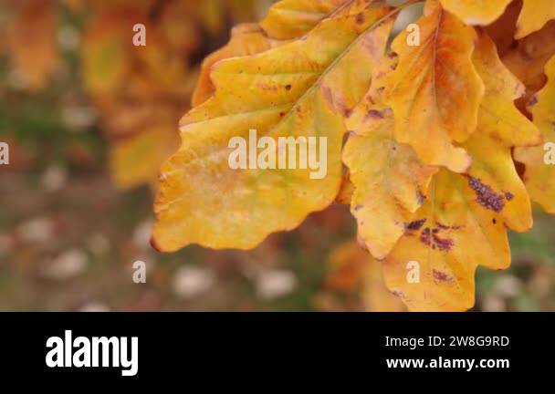 English fall foliage Stock Videos & Footage - HD and 4K Video Clips - Alamy