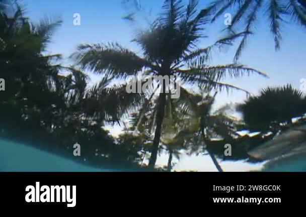Palm trees over water on Stock Videos & Footage - HD and 4K Video Clips ...