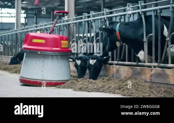 Farm cows with an automated feed pusher moving past them Stock Video ...