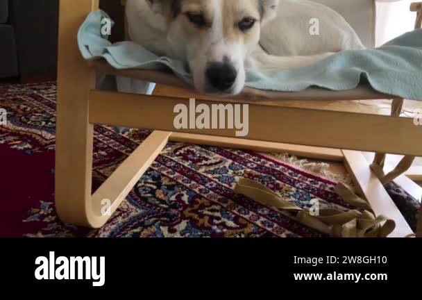 Dog inactive Stock Videos & Footage - HD and 4K Video Clips - Alamy