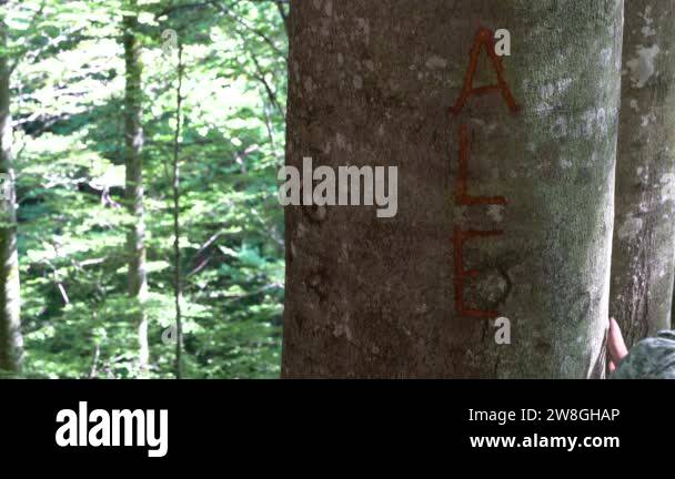 Bark tree inscription Stock Videos & Footage - HD and 4K Video Clips ...