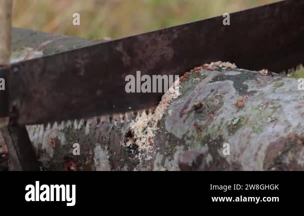 Log sawing process Stock Videos & Footage - HD and 4K Video Clips - Alamy