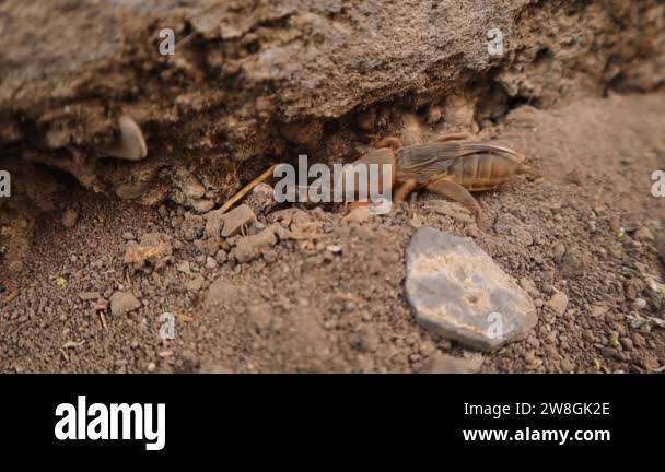 mole cricket is digging in the soil. mole cricket in the garden. close ...