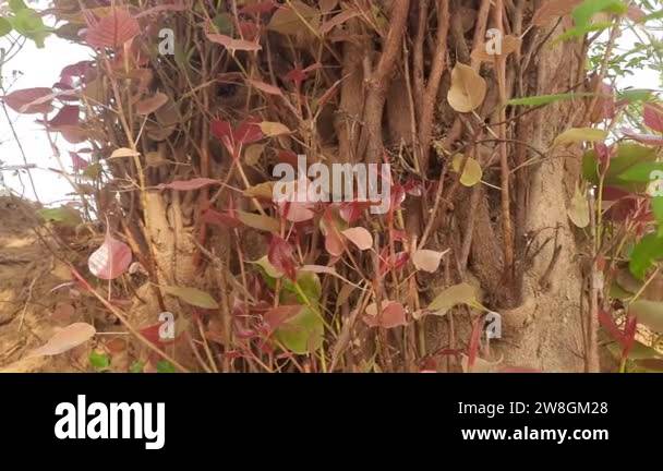 Red leaves of Ficus religiosa. It is also known as thebodhi tree ...