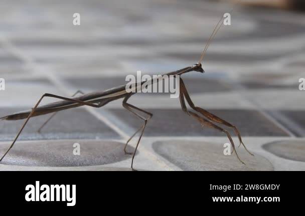 Praying mantis full body Stock Videos & Footage - HD and 4K Video Clips ...