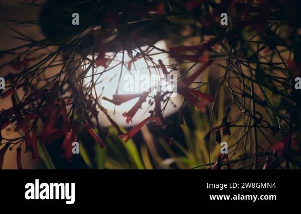 Night bells Stock Videos & Footage - HD and 4K Video Clips - Alamy