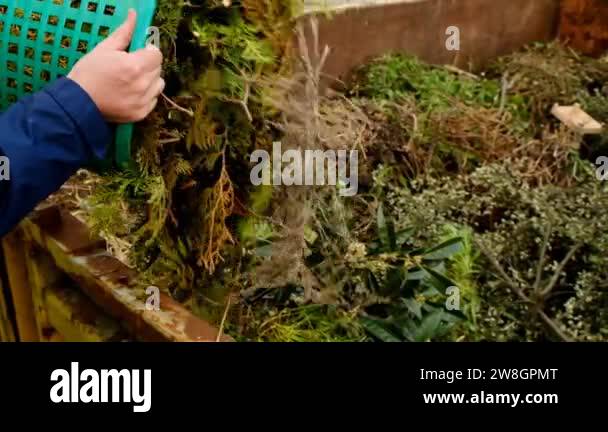 Recycling Green compost.A man throws tree branches into a metal ...