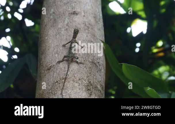 HD Video Chameleon mane (Bronchocela jubata) crawling on tree. A ...