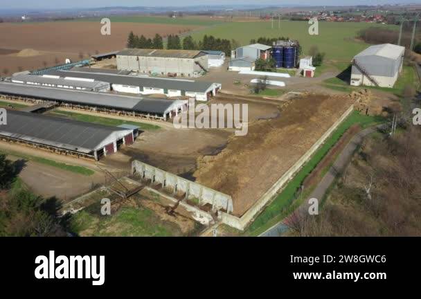 Dairy cows cowshed feeding barn drone aerial video shot, Holstein ...