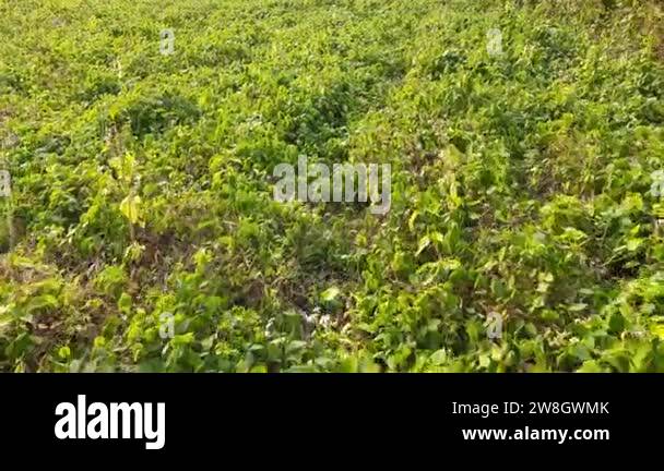 Macrotyloma uniflorum plant. It is a Pulse plant. It is a many names ...