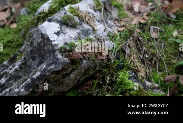 Moss rock texture Stock Videos & Footage - HD and 4K Video Clips - Alamy