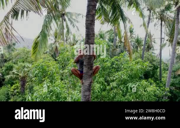 Man climbing coconut tree in Stock Videos & Footage - HD and 4K Video ...
