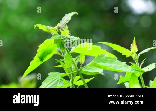 green Chromolaena odorata (minjangan, Siam weed, Christmas bush, devil ...