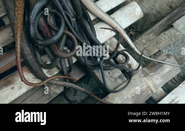 Wet snakes Stock Videos & Footage - HD and 4K Video Clips - Alamy