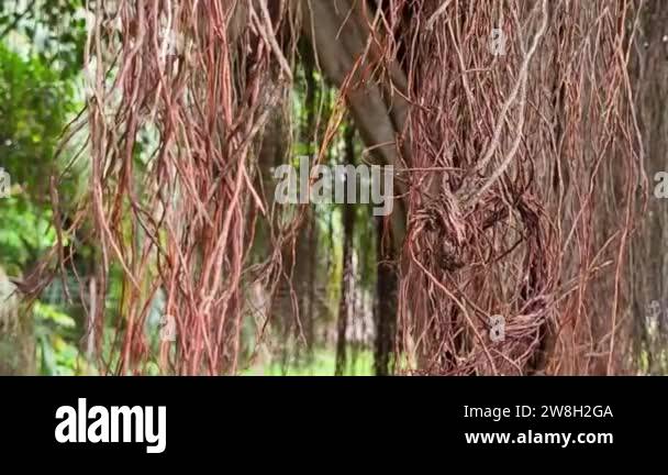 Stringy Branches Hanging From A Tall Tree Stock Video Footage - Alamy