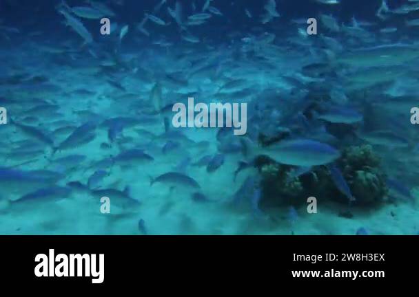 4k video footage of huge numbers of fusiliers feeding on a coral reef ...