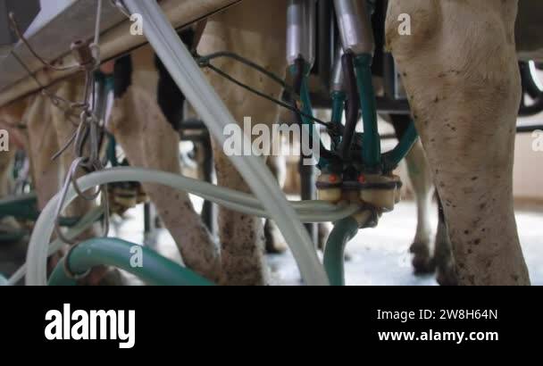 automated equipment for milking, a healthy dairy cow stands with an ...