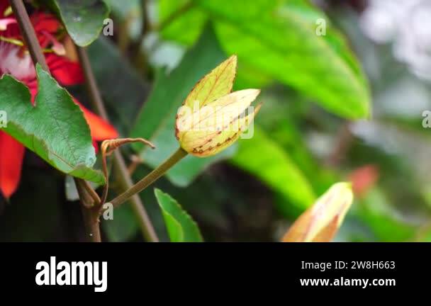 Tacsonia pubescens Stock Videos & Footage - HD and 4K Video Clips - Alamy