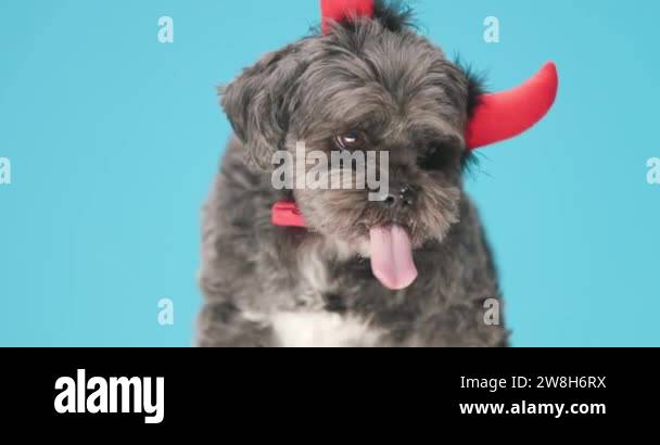 sweet little black dog licking his nose, wearing devil horns and a red ...