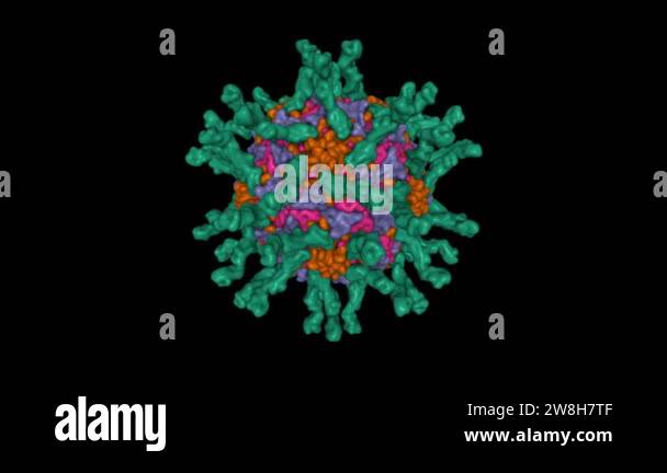 Cryo-EM structure of human poliovirus(serotype 1)complexed with three ...