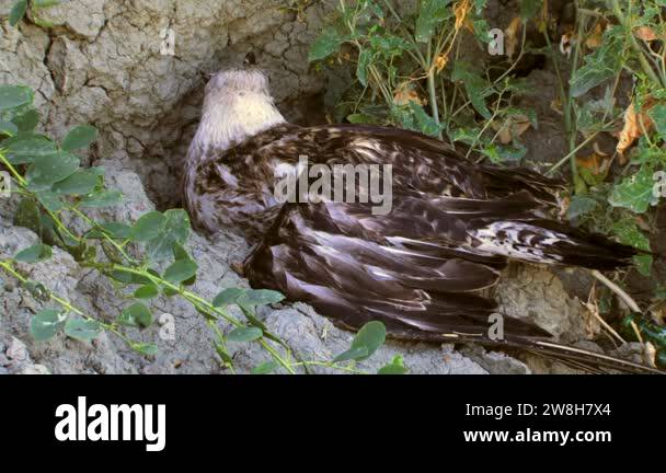 Bird among rocks Stock Videos & Footage - HD and 4K Video Clips - Alamy