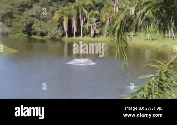 Fountain In Center Of Water Source Surrounded By Palm Trees - Slide ...