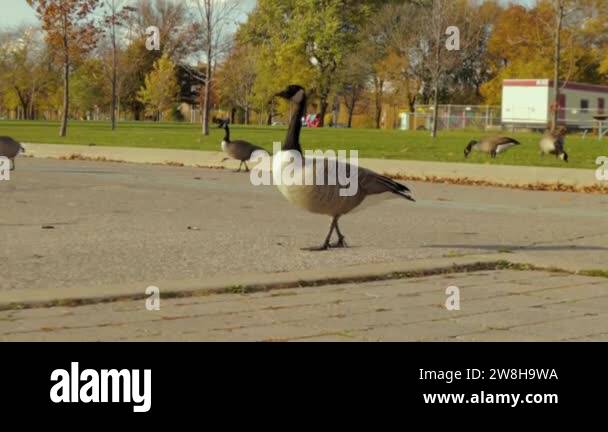 Canada goose walking and crossing the other side of the park. Canadian ...