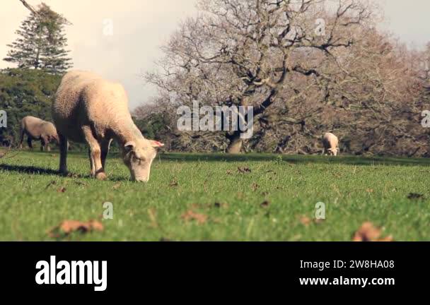 Pregnant ewe Stock Videos & Footage - HD and 4K Video Clips - Alamy