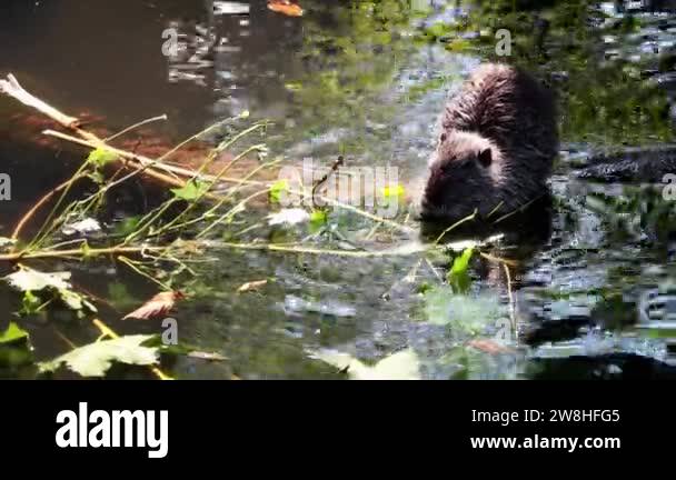 River otter on log Stock Videos & Footage - HD and 4K Video Clips - Alamy