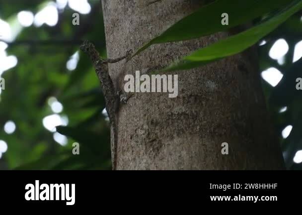 HD Video Chameleon mane (Bronchocela jubata) crawling on tree. A ...