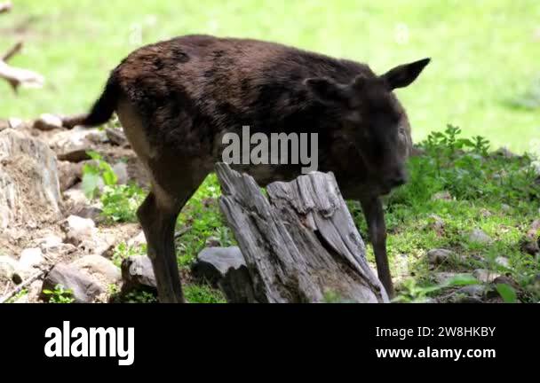Black and fawn Stock Videos & Footage - HD and 4K Video Clips - Alamy
