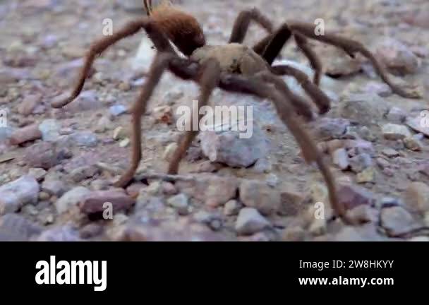 Arizona Blond Tarantula (Aphonopelma chalcodes) mature male running on ...
