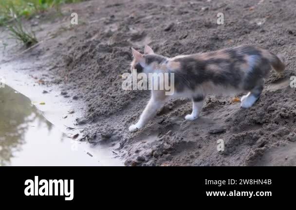 Cat frogs Stock Videos & Footage - HD and 4K Video Clips - Alamy