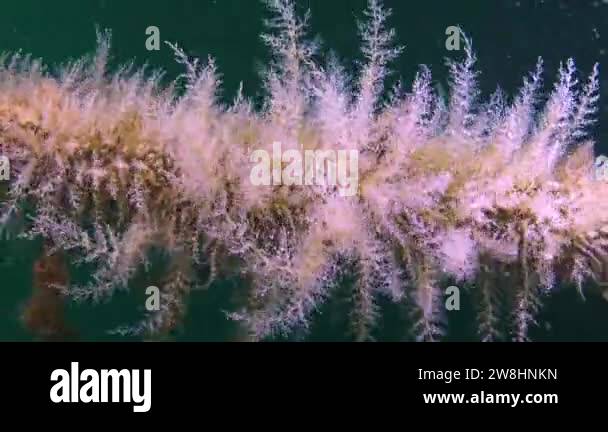 Obelia polyp Stock Videos & Footage - HD and 4K Video Clips - Alamy