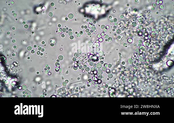 high definition microbiology intro, cells and bacteria under microscope, popular scientific ...