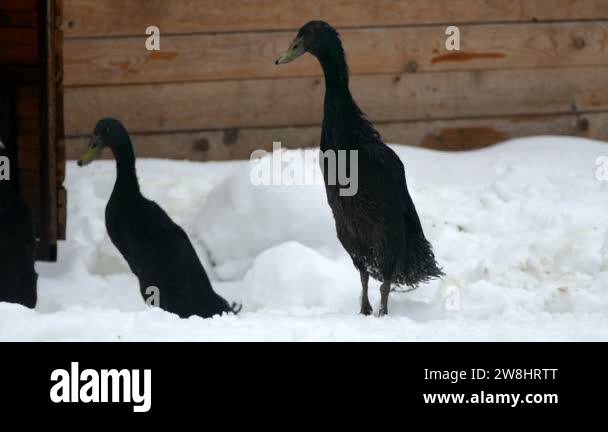 Indian runners Stock Videos & Footage - HD and 4K Video Clips - Alamy