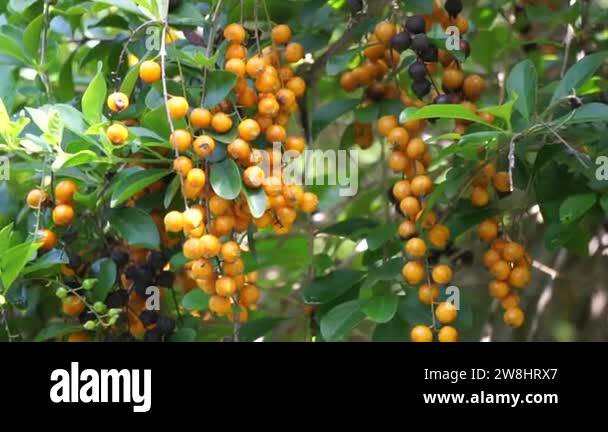 The fruit of gold mound. Also called Sinyo nakal, Duranta erecta, teh ...