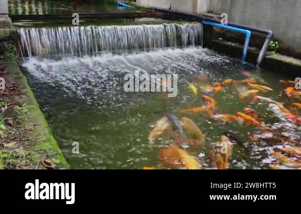 Koi Fish School Pool in Baomo Garden, Guangzhou, China, with flowing ...