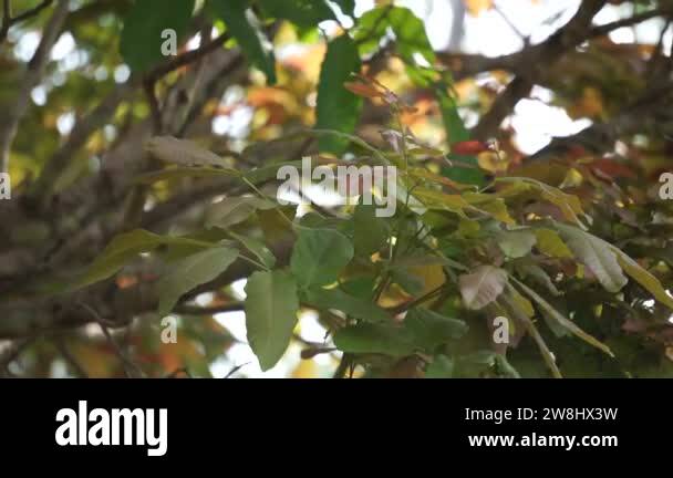 Schleichera oleosa (Also called gum-lac tree, Indian lac, Malay lac ...
