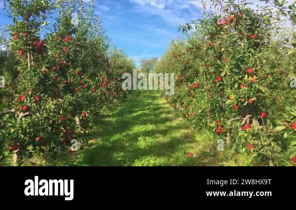 Rows of ripe red apples trees with leaves blowing in wind in UK apple ...
