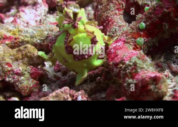 Green fish angler anglerfishe hunt in coral reefs Stock Video Footage ...